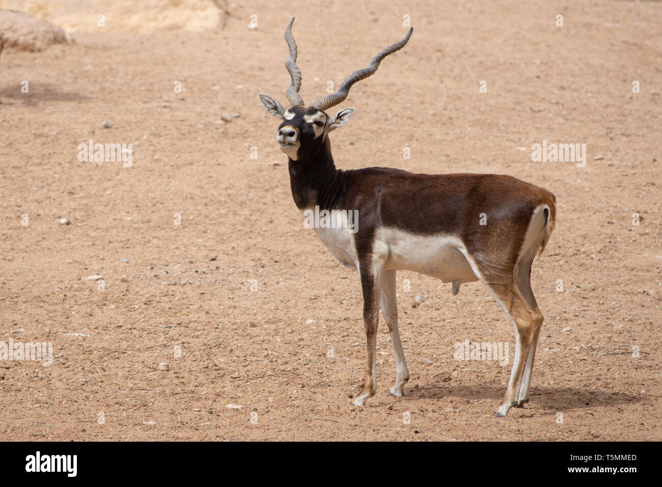 Grassland blackbuck national park hi-res stock photography and images ...