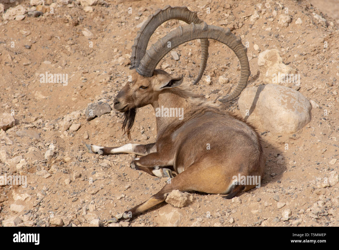 Male Nubian Ibex relaxing in the desert sand with impressive horns ...