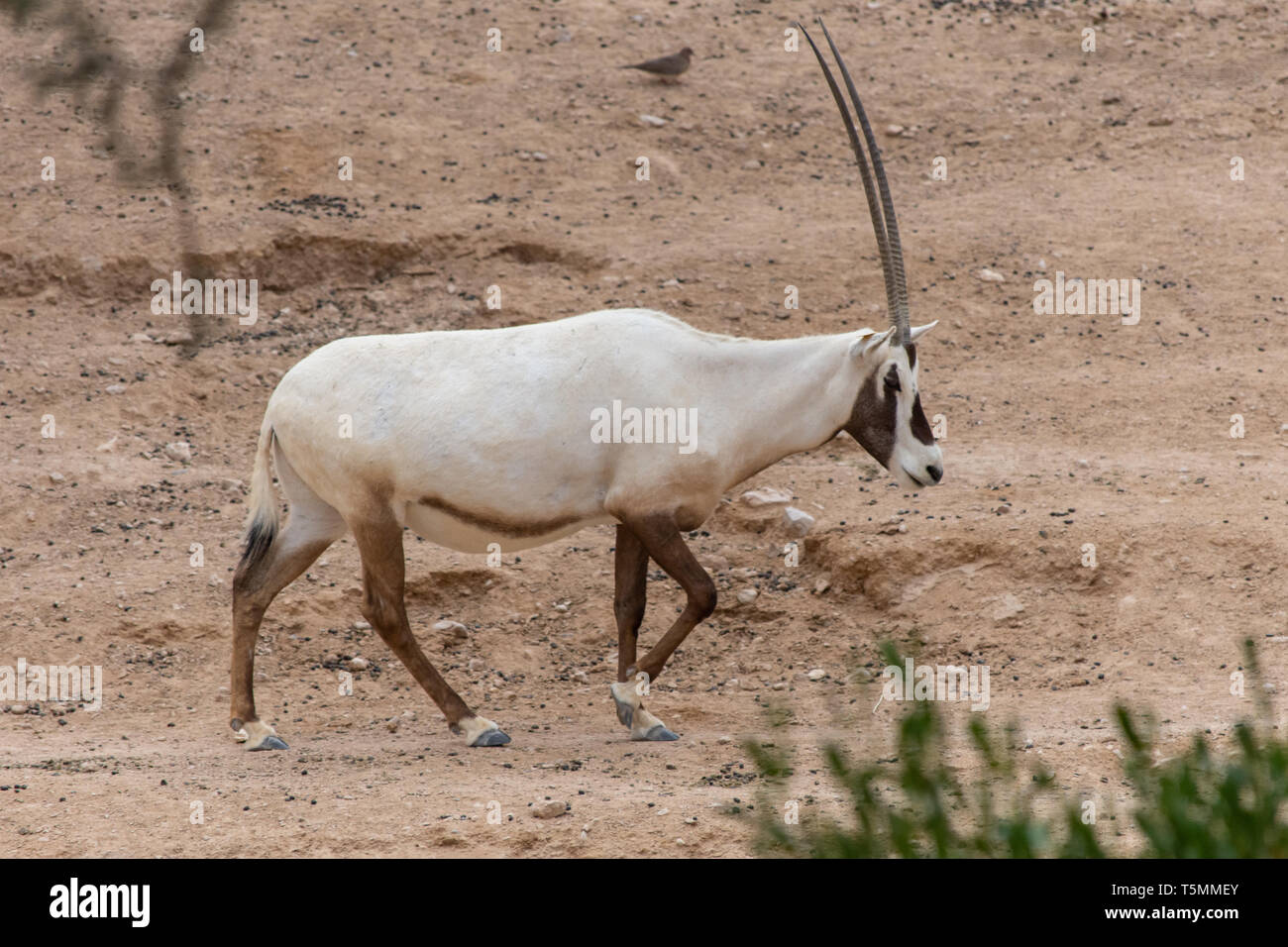 Arabian oryx qatar hi-res stock photography and images - Alamy