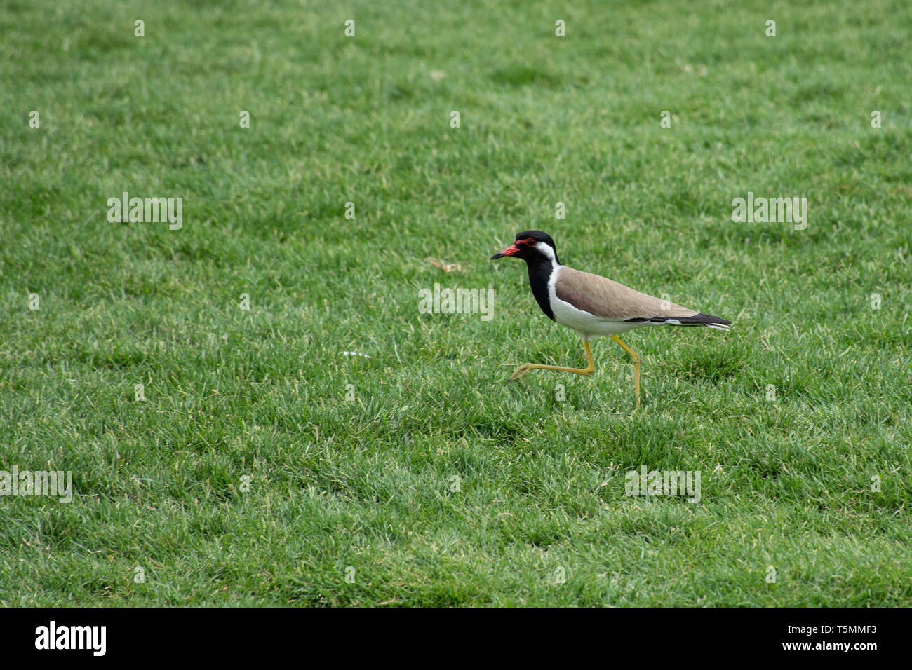 Red-Wattled Lapwing standing with its beak open on the green grass in ...