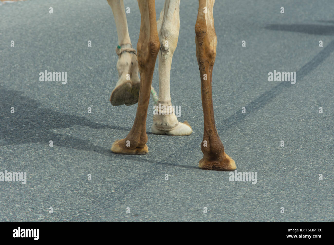 Camel Foot Stock Photos & Camel Foot Stock Images - Alamy