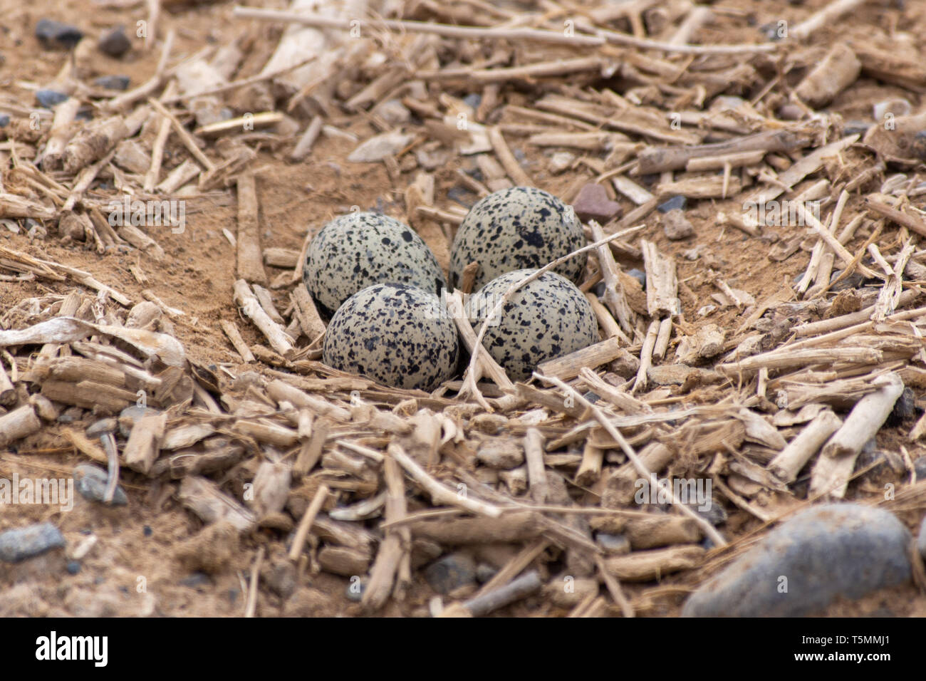 Lapwing vanellus nest eggs hi-res stock photography and images - Alamy