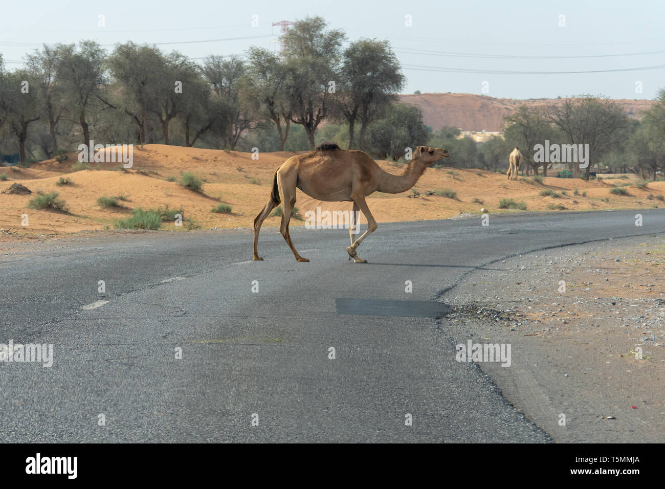 Camel Crossing: Beware of loose camels near the camel race track as ...