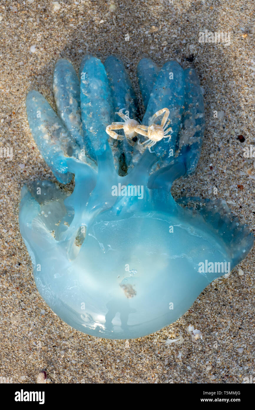 Blue blubber (or Jelly Blubber) Jellyfish (Catostylus mosaicus) wash up ...