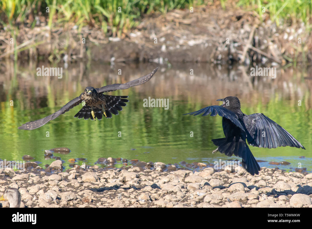 Cooper's Hawk (Accipiter cooperii) bullying a crow in Canada flying ...