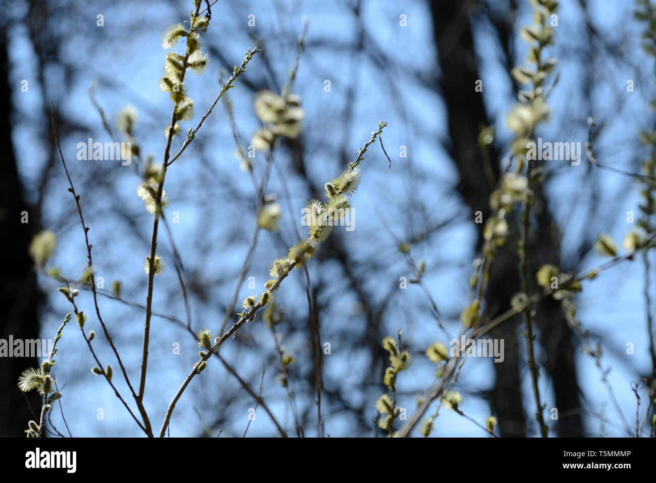 Flowering bush of pussy-willow in the spring forest Stock Photo - Alamy