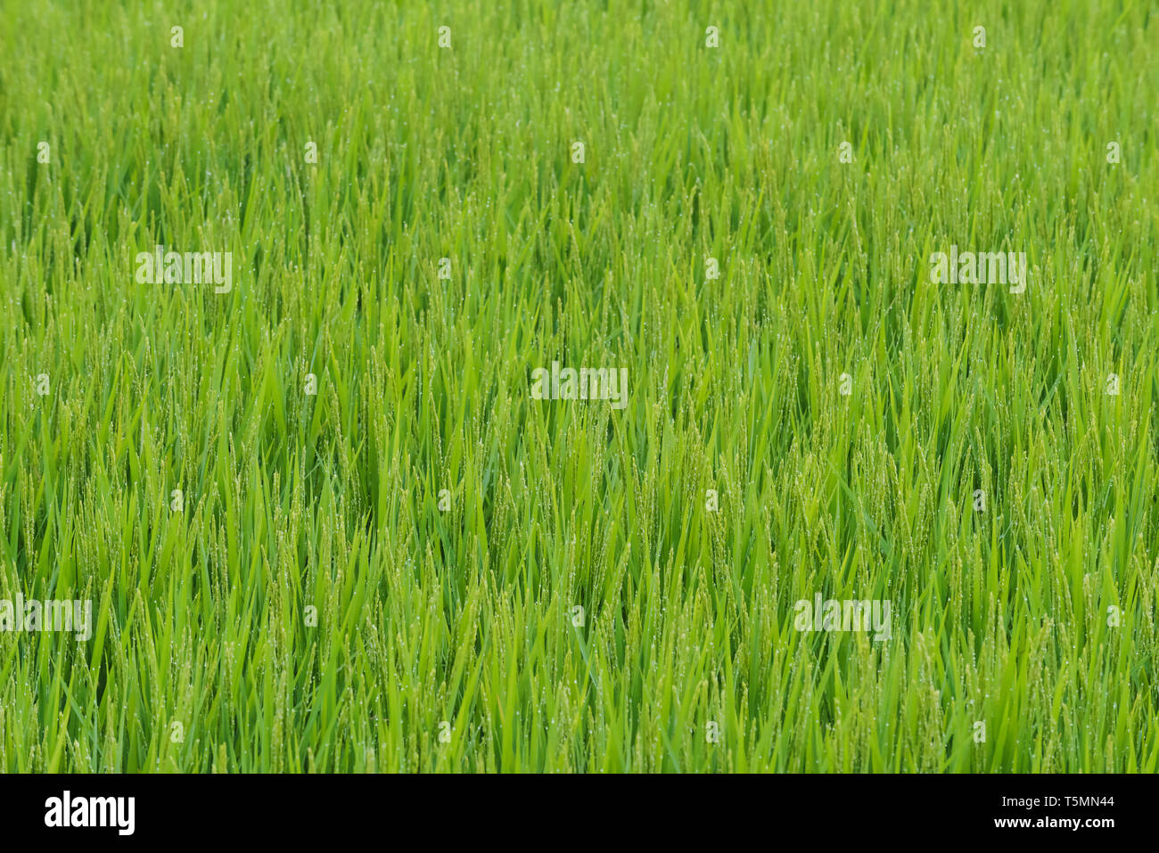 Paddy leaf hi-res stock photography and images - Alamy