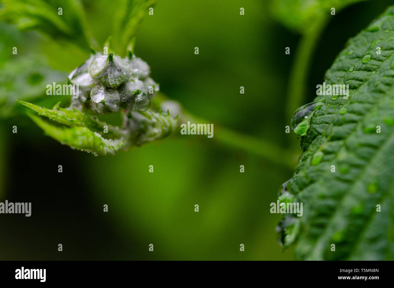 Raspberry buds hi-res stock photography and images - Alamy