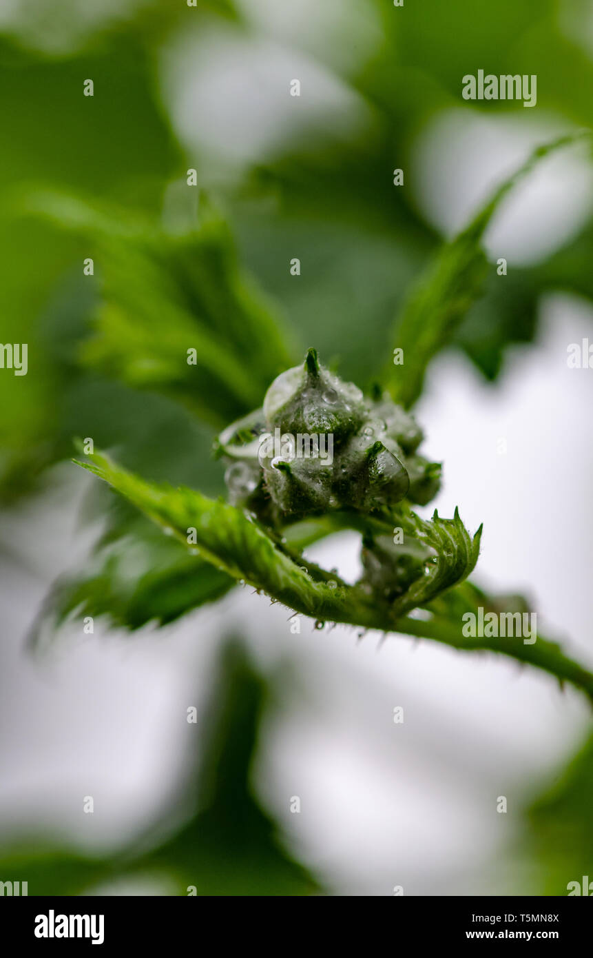 Raspberry bud in spring with raindrops Stock Photo - Alamy