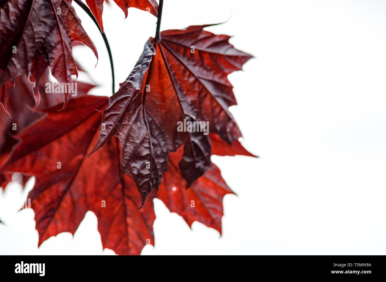 Maple leaf flower canada hi-res stock photography and images - Alamy