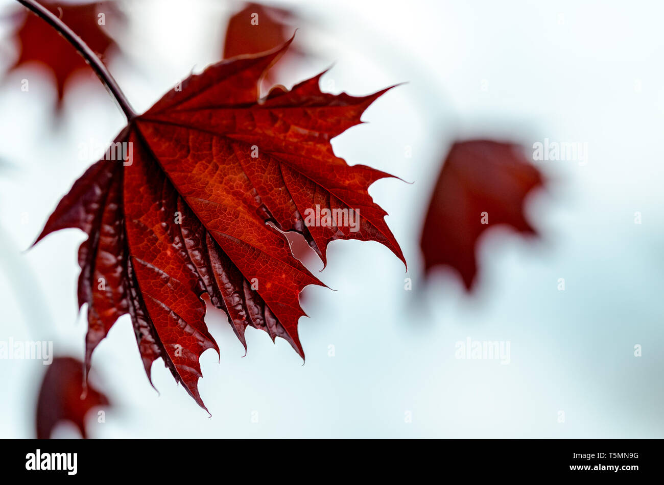 Canada maple tree hi-res stock photography and images - Alamy