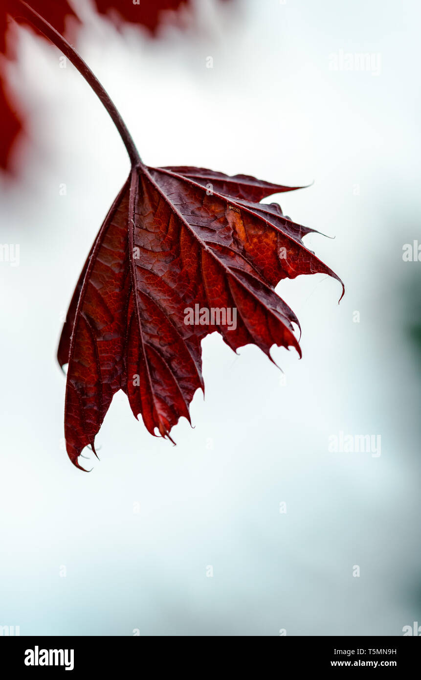 Maple leaf flower canada hi-res stock photography and images - Alamy