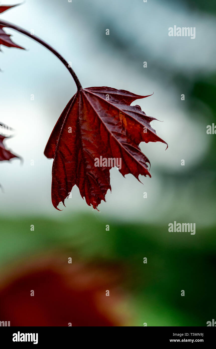 Maple leaf flower canada hi-res stock photography and images - Alamy