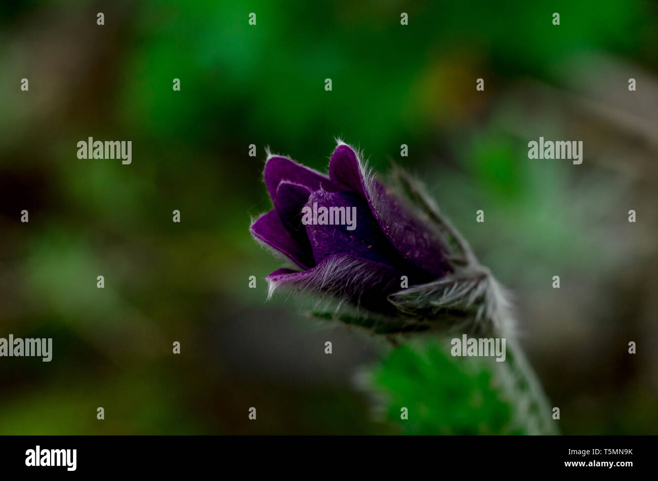 European pasqueflower, pasque flower Stock Photo - Alamy