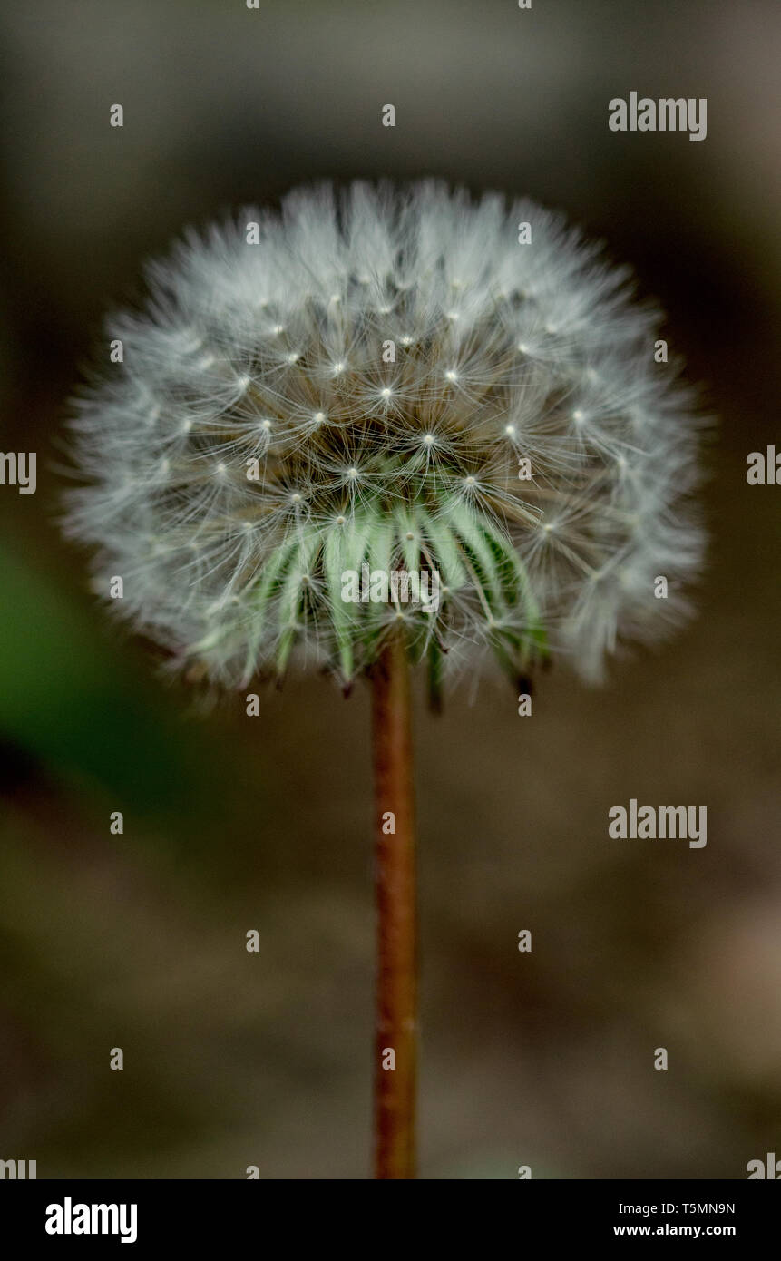 Dandelion puff ball hi-res stock photography and images - Alamy
