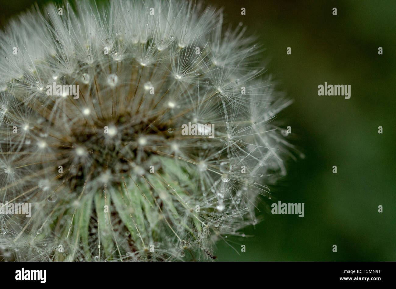 Dandelion, Puff flower Stock Photo - Alamy