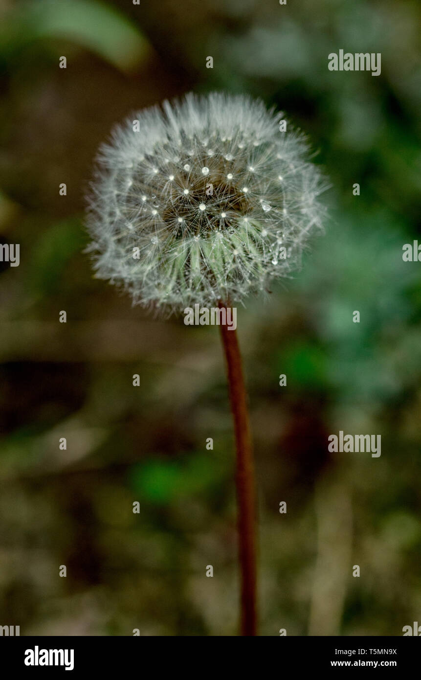 Dandelion, Puff flower Stock Photo - Alamy