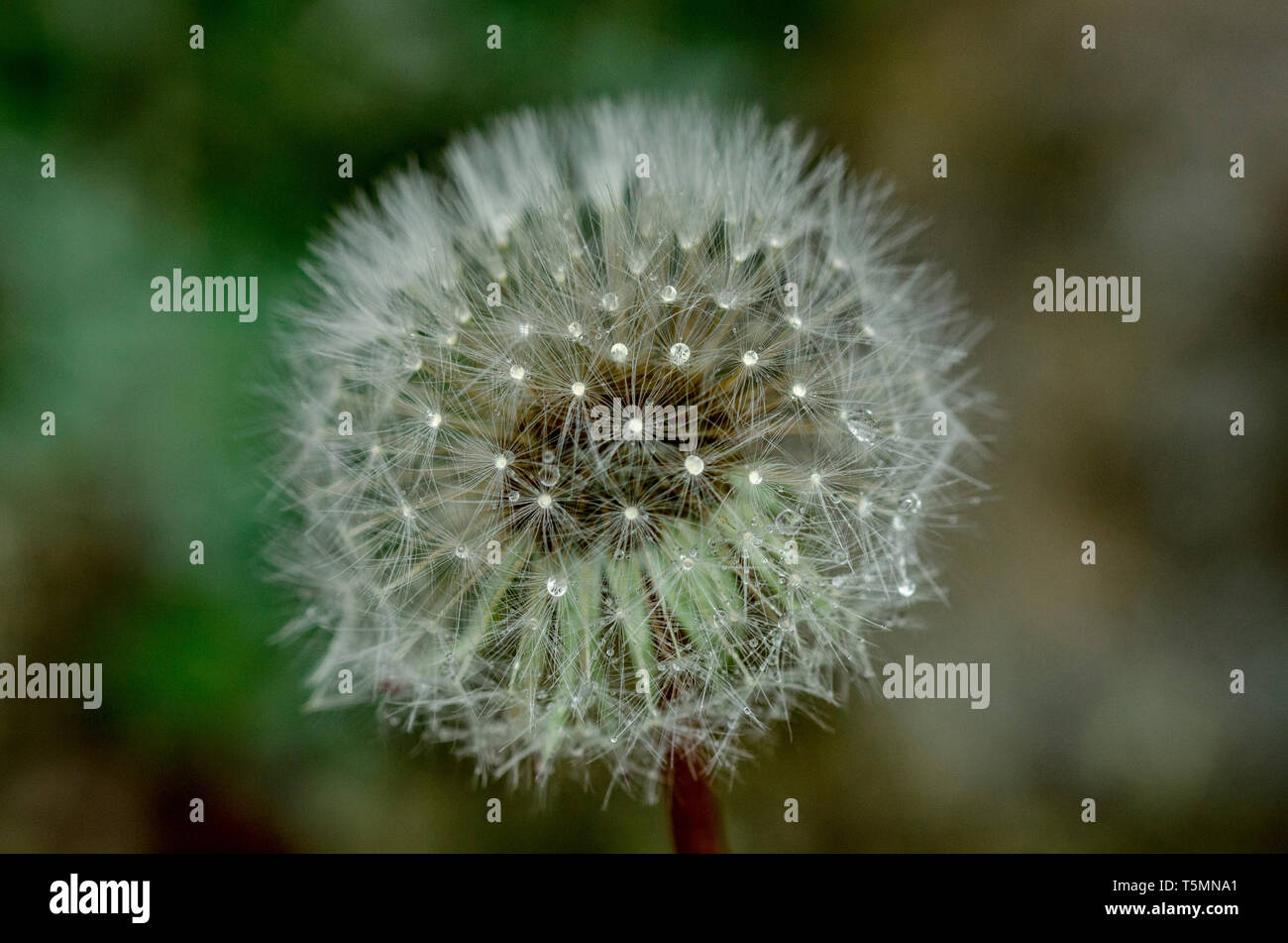 Dandelion, Puff flower Stock Photo - Alamy