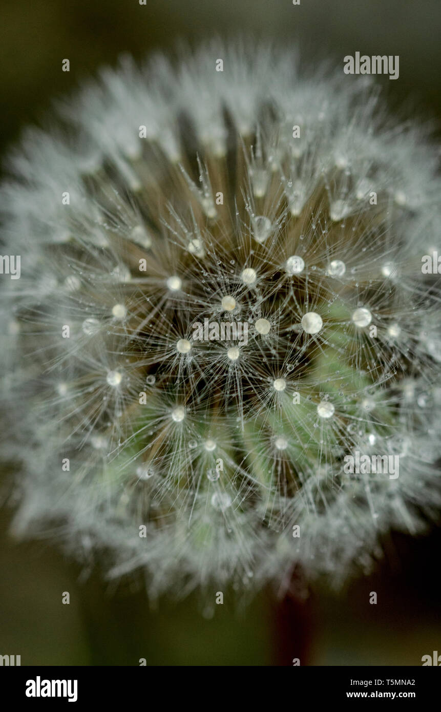 Dandelion, Puff flower Stock Photo - Alamy
