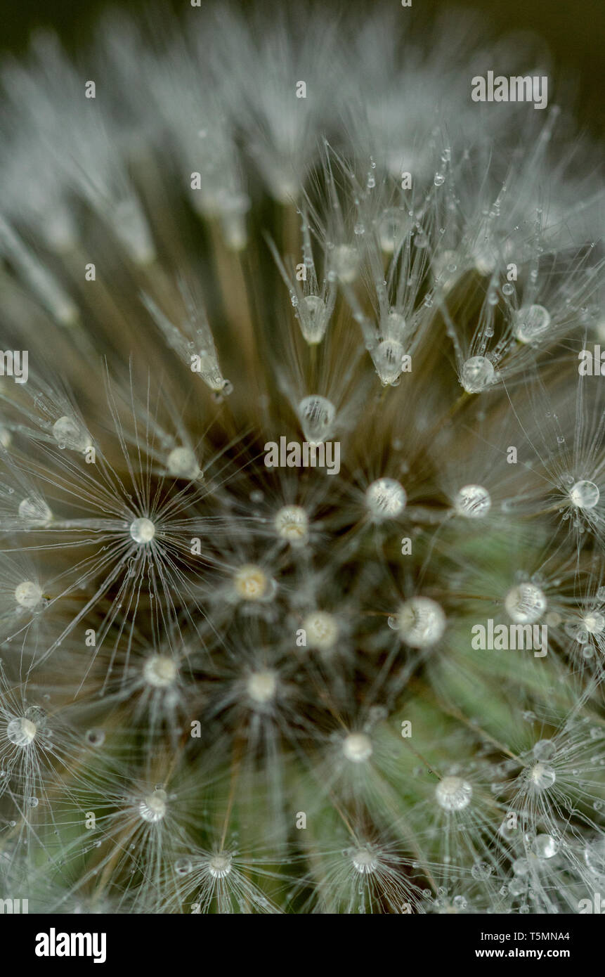 Pust flower hi-res stock photography and images - Alamy