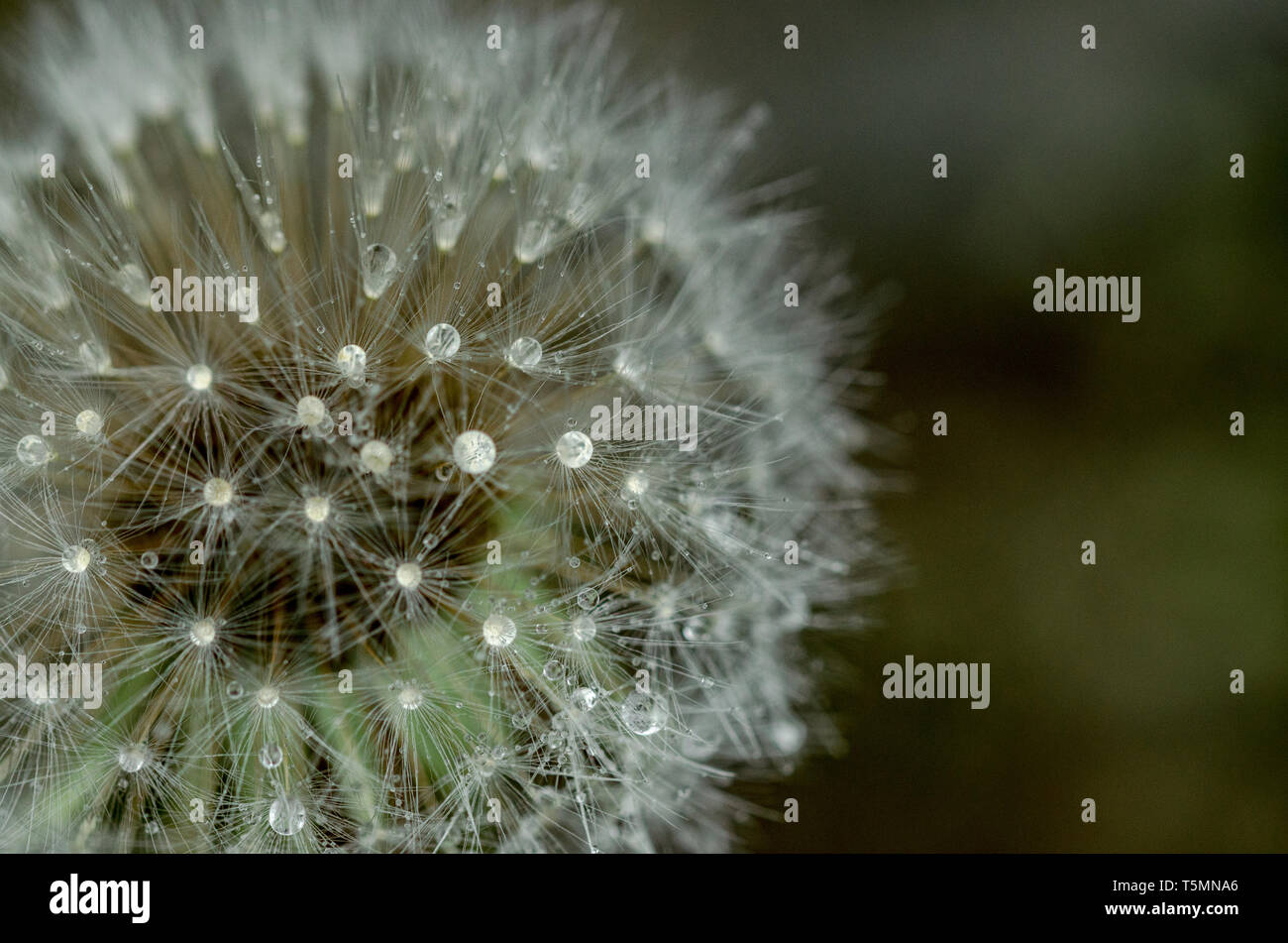 Dandelion puff hi-res stock photography and images - Alamy
