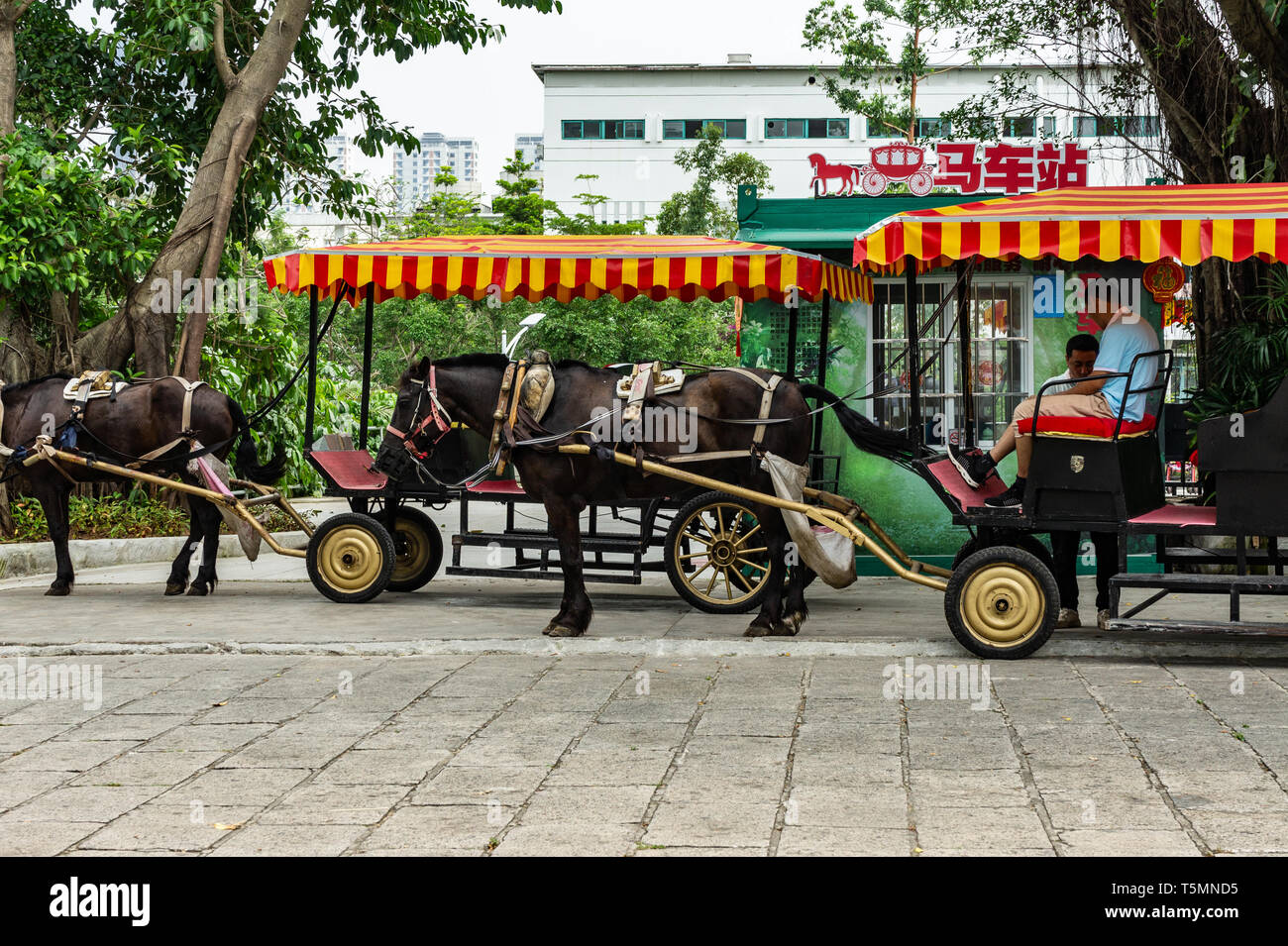 Overworked tourist horse cart ride hi-res stock photography and images ...