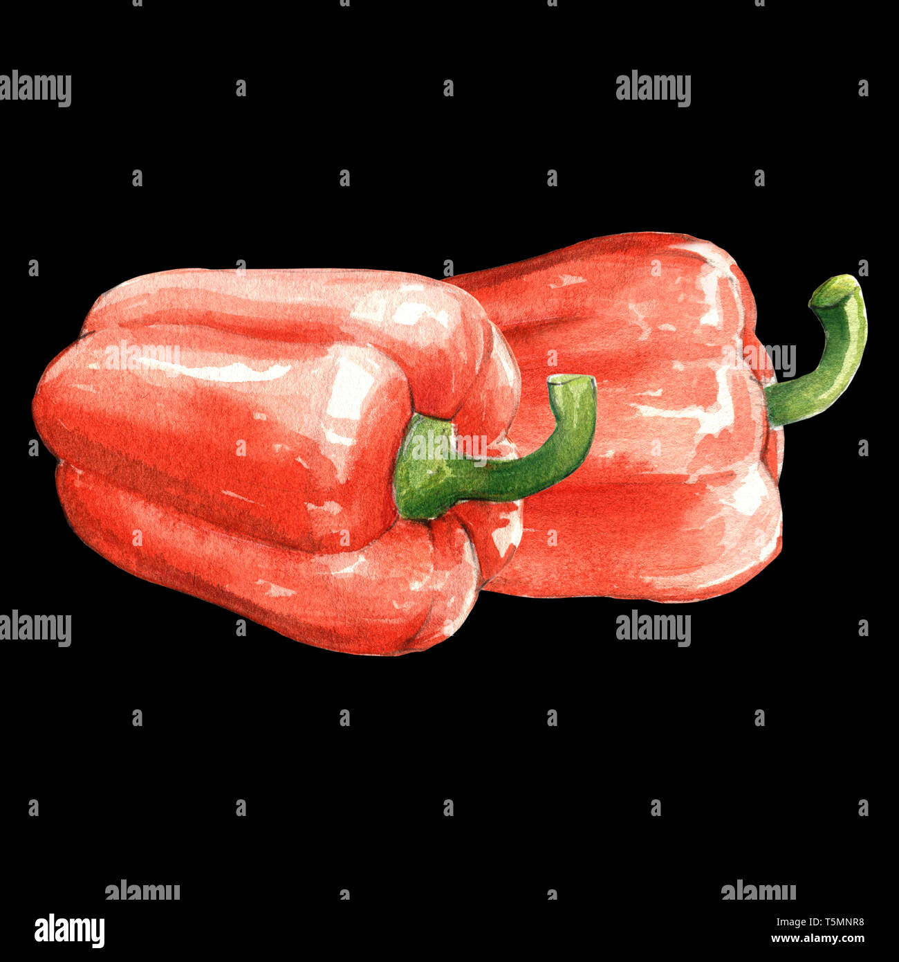 Pepper drawing hi-res stock photography and images - Alamy