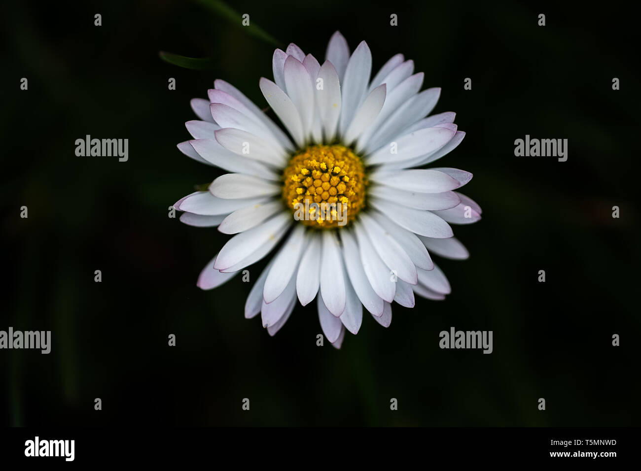 View from above on a white little daisy shallow depth of field isolated ...