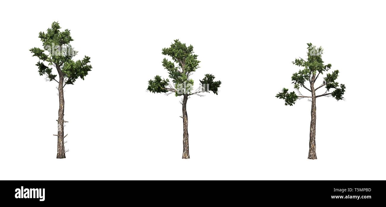 Set of Loblolly Pine trees - isolated on a white background Stock Photo ...