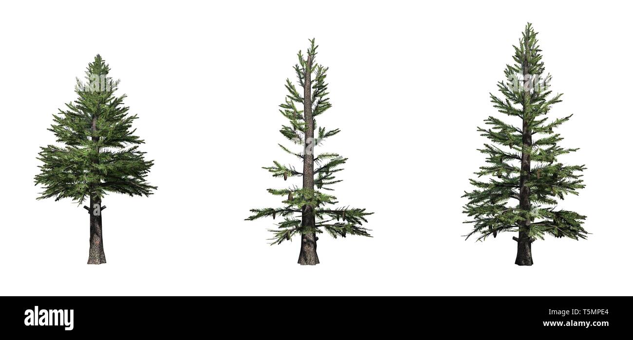 Norway spruce cutout hi-res stock photography and images - Alamy