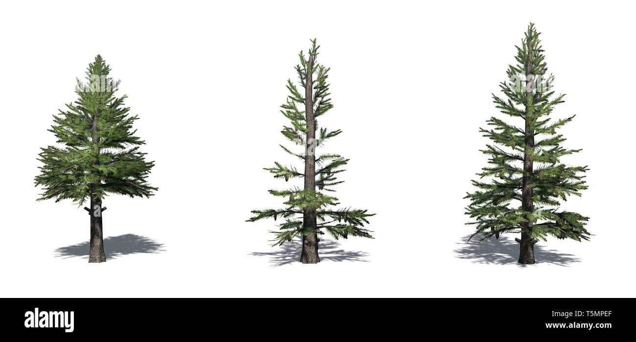 Set of Norway Spruce trees with shadow on the floor - isolated on a ...