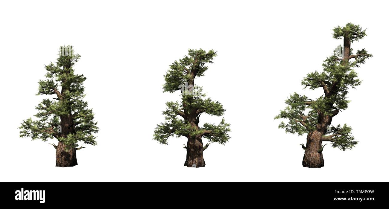 Set of Western Juniper trees - isolated on a white background Stock ...