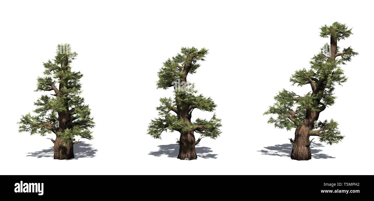 Set of Western Juniper trees with shadow on the floor - isolated on a ...