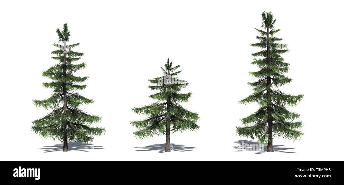 Set of Alaska Cedar trees with shadow on the floor - isolated on a ...