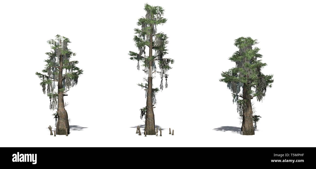 Set of Bald Cypress trees with shadow on the floor - isolated on a ...