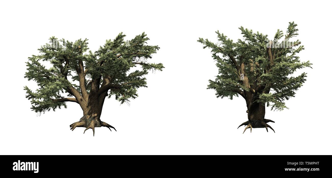 Set of Cedar Of Lebanon trees - isolated on a white background Stock ...