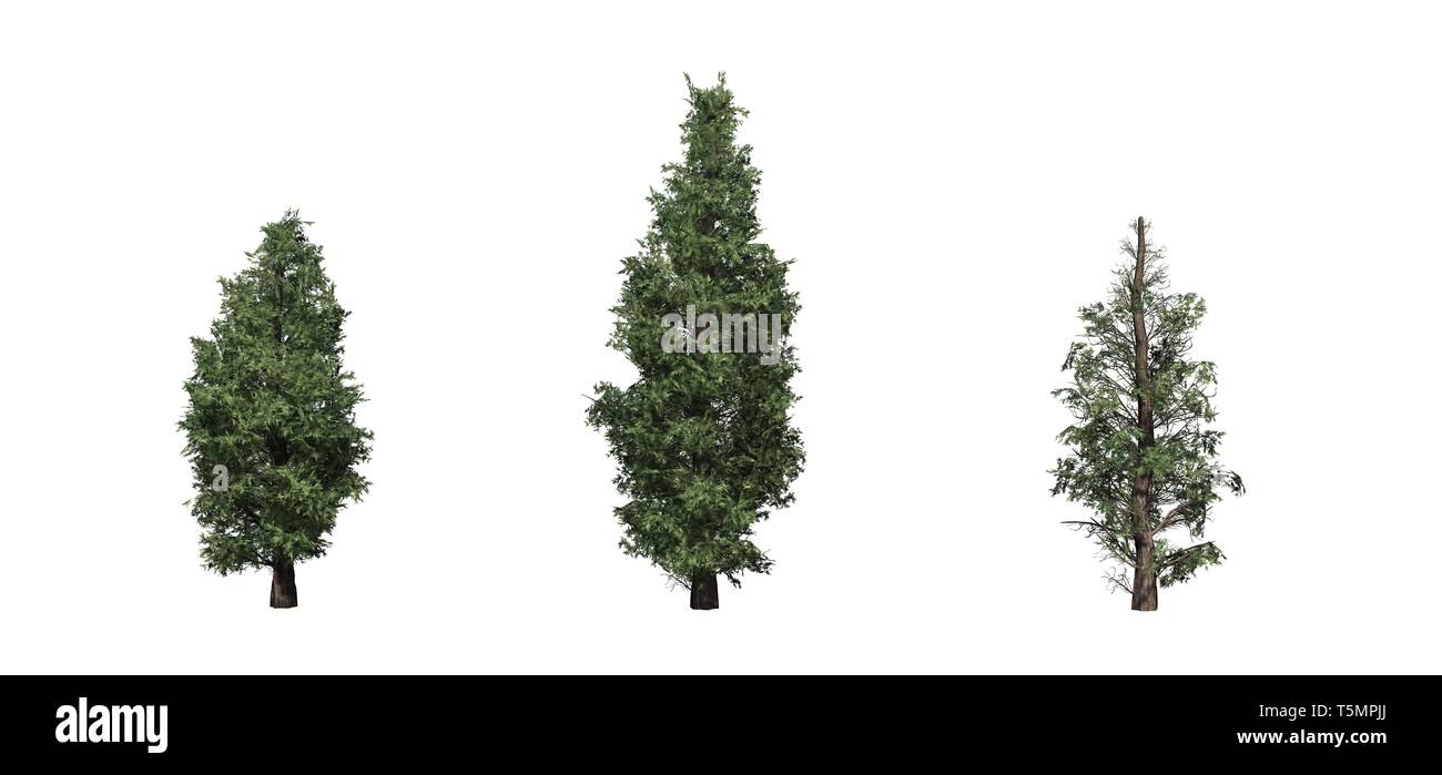Set of Eastern Red Cedar trees - isolated on a white background Stock ...