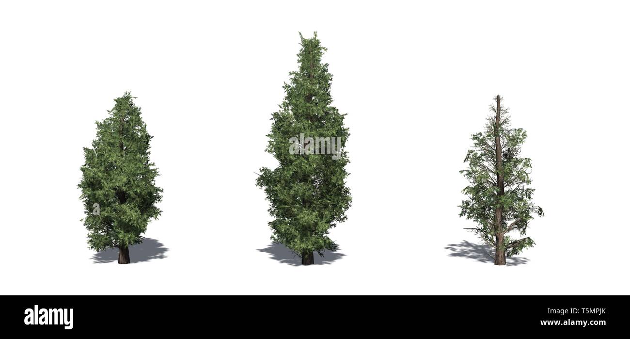 Set of Eastern Red Cedar trees with shadow on the floor - isolated on a ...
