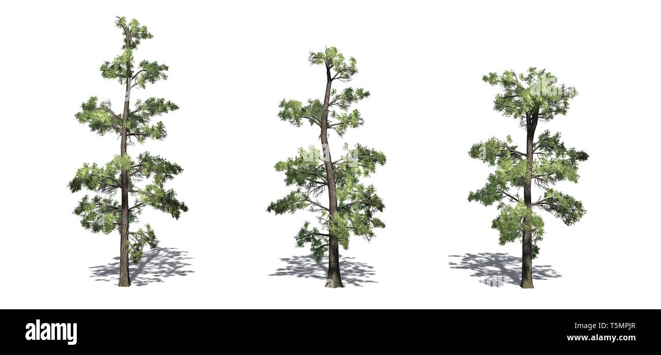 Set of Eastern White Pine trees with shadow on the floor - isolated on ...