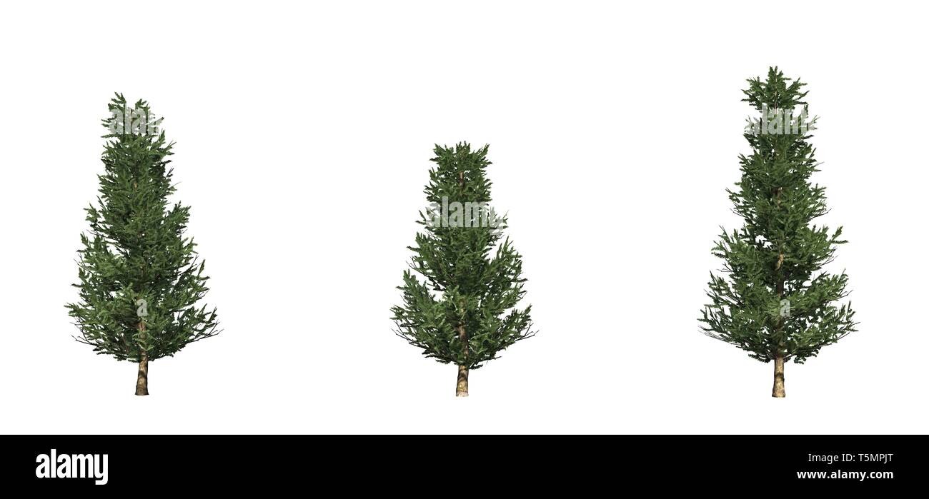 Set of Fraser Fir trees - isolated on a white background Stock Photo ...