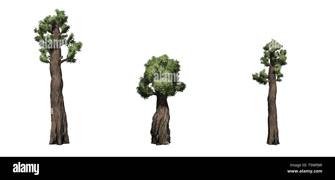 Set of Giant Redwood trees - isolated on a white background Stock Photo ...