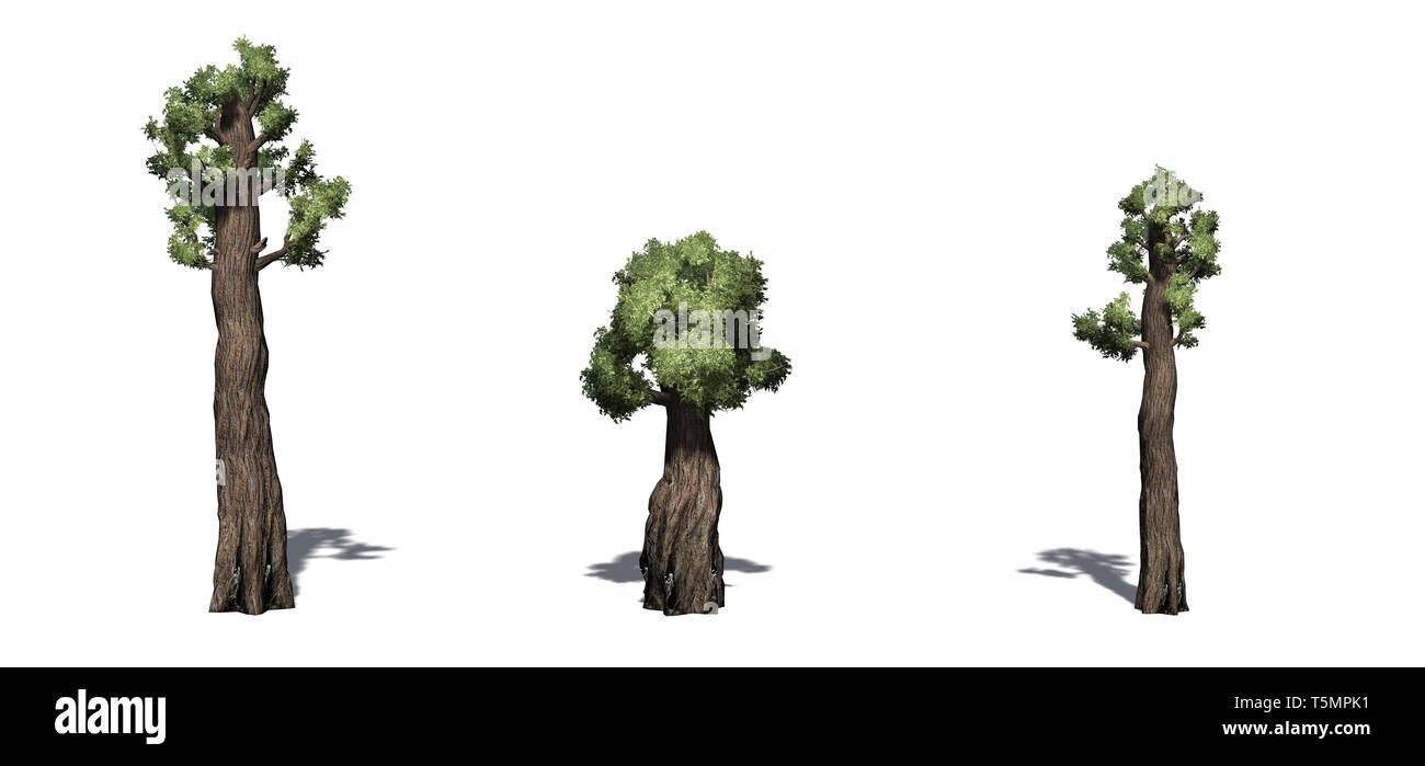 Redwood rainforest Cut Out Stock Images & Pictures - Alamy