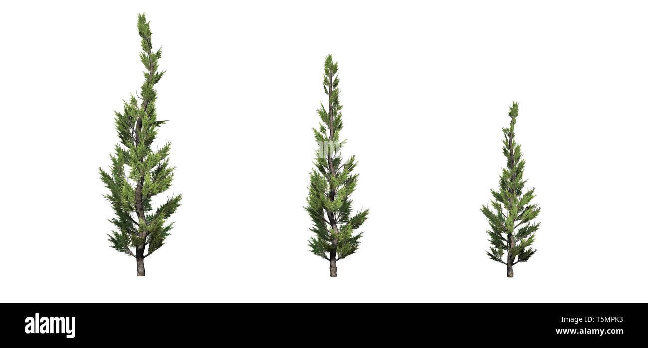 Set of Hollywood Juniper trees - isolated on a white background Stock ...