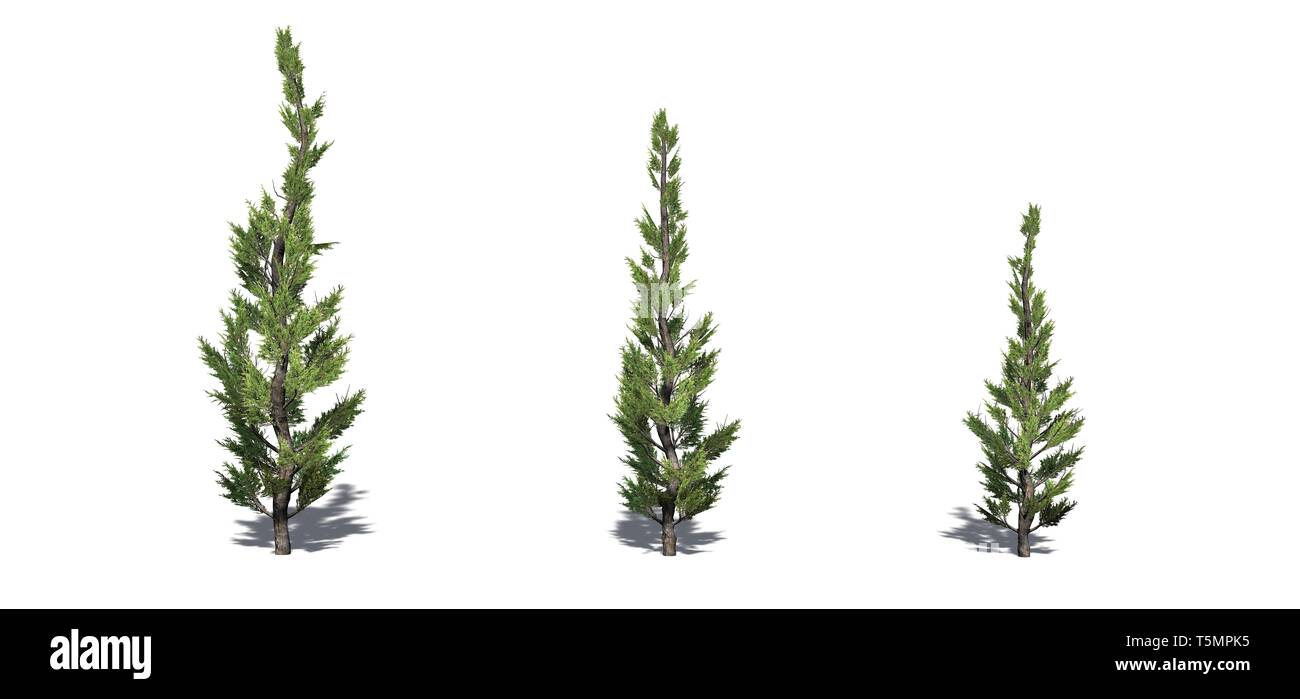 Set of Hollywood Juniper trees with shadow on the floor - isolated on a ...