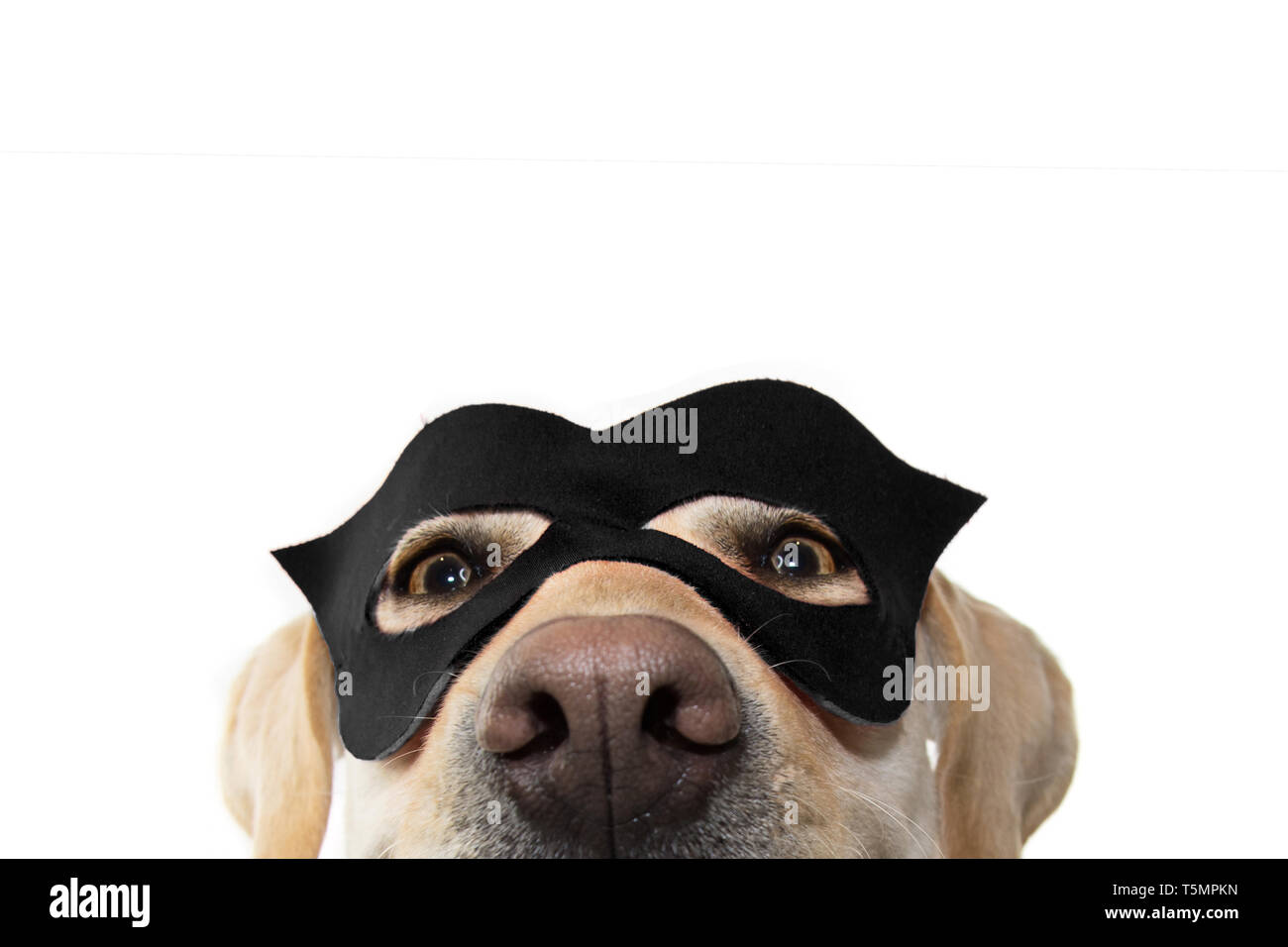 Dressed up as a mascot hi-res stock photography and images - Alamy