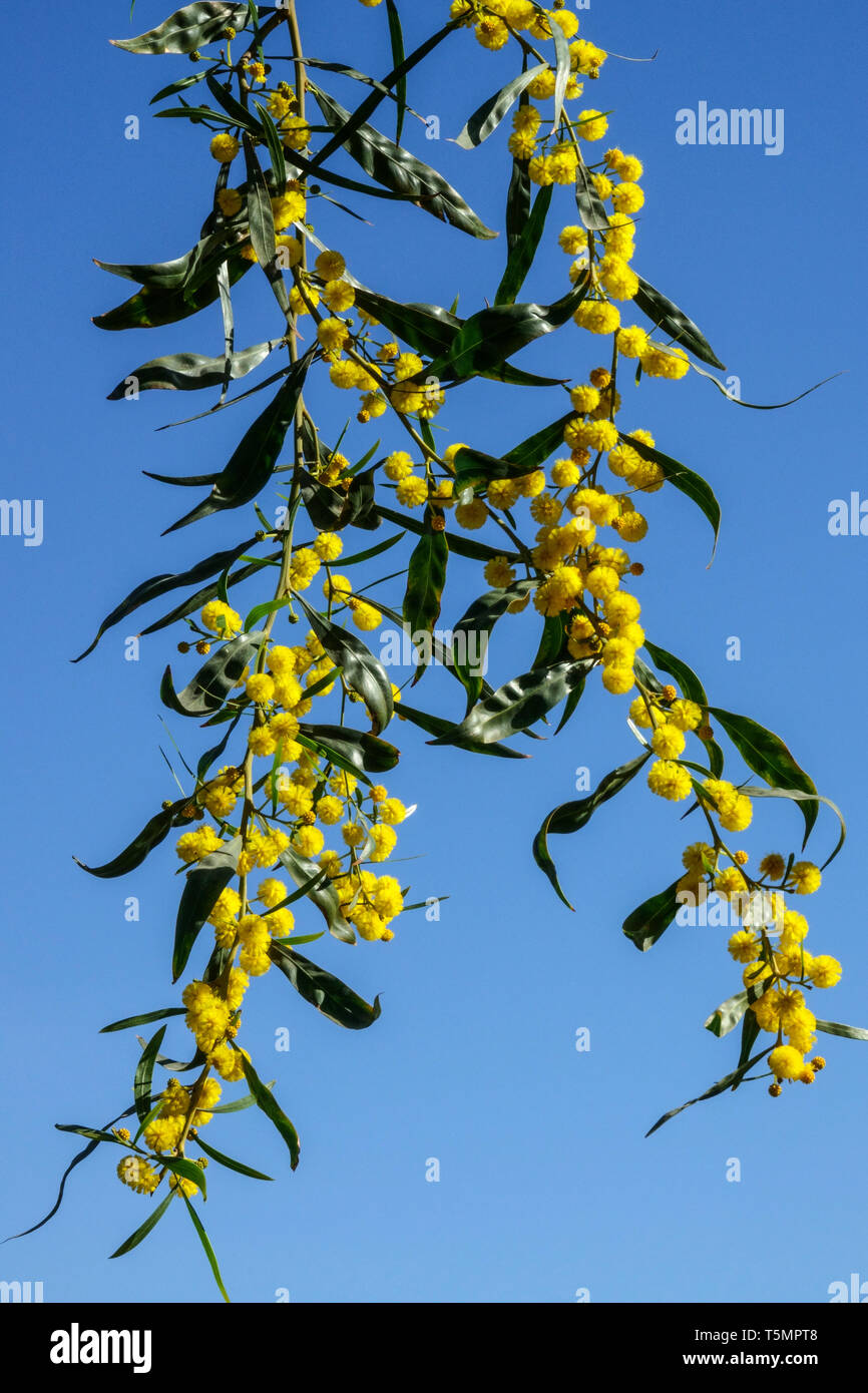 Wattle tree hi-res stock photography and images - Alamy