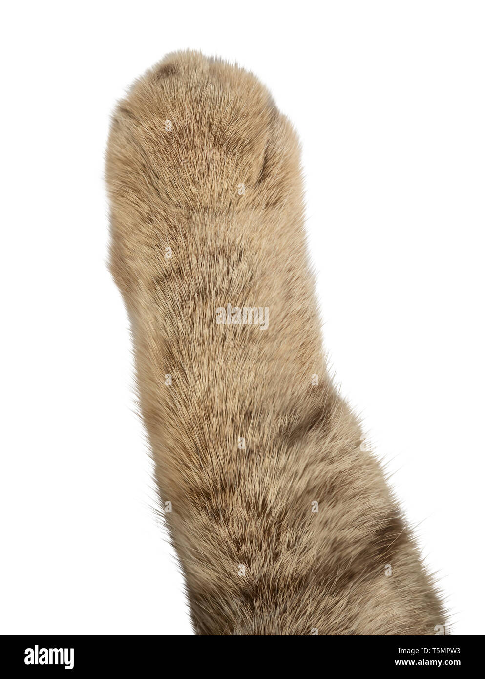 Fat cat paw isolated on white background Stock Photo - Alamy