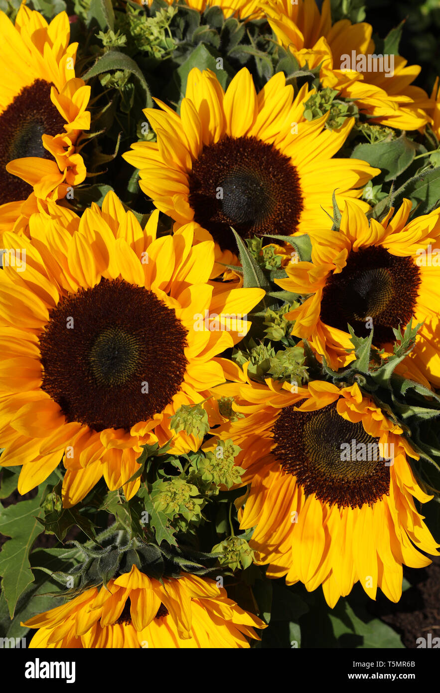 Sun flowers in a spring bed Stock Photo - Alamy