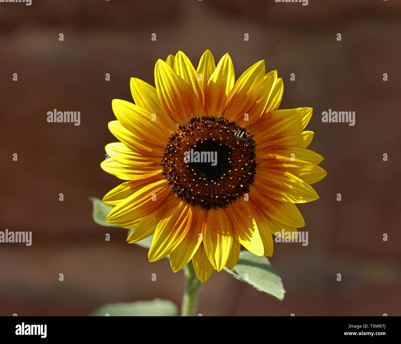 Sun flowers in a spring bed Stock Photo - Alamy