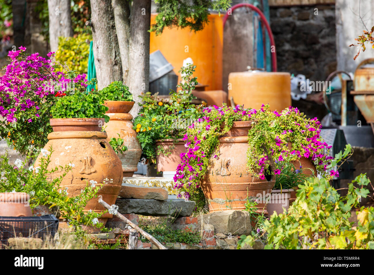 Traditional italian tuscan boys with purple geranium flowers in Tuscany ...
